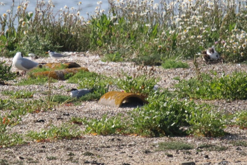ROSEATE TERN LIFE PROJECT - News
